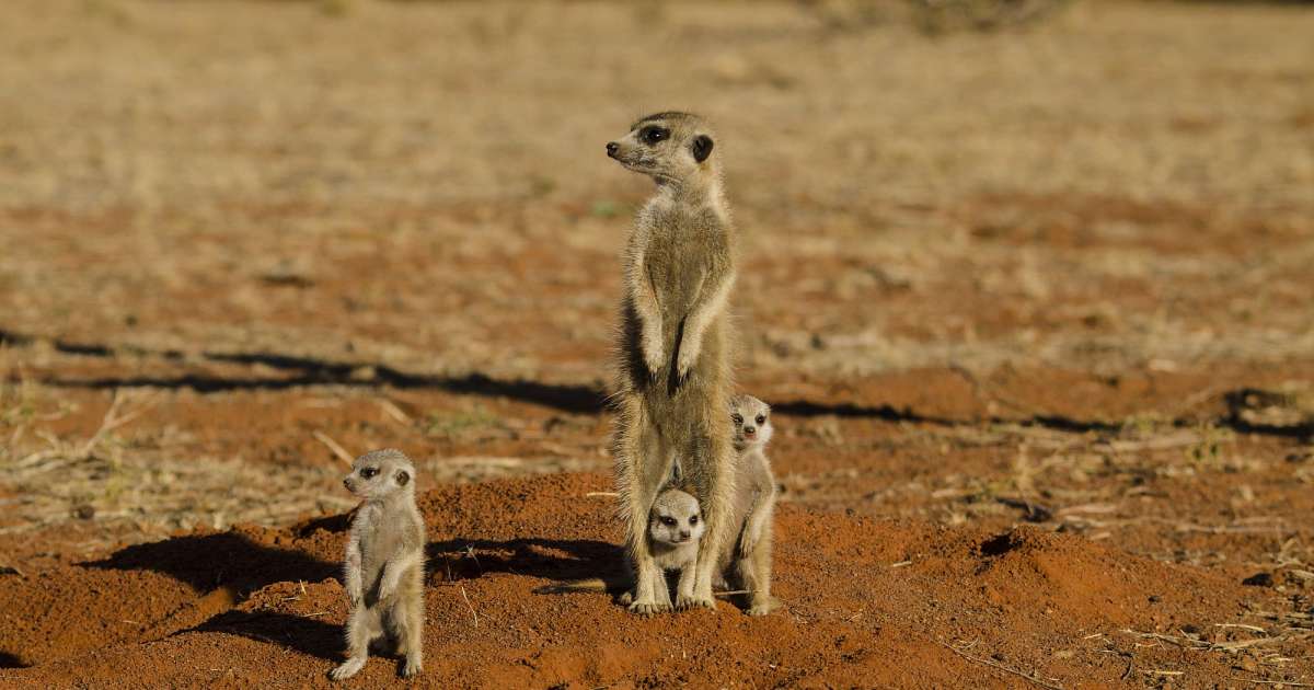Central Kalahari Rundreisen