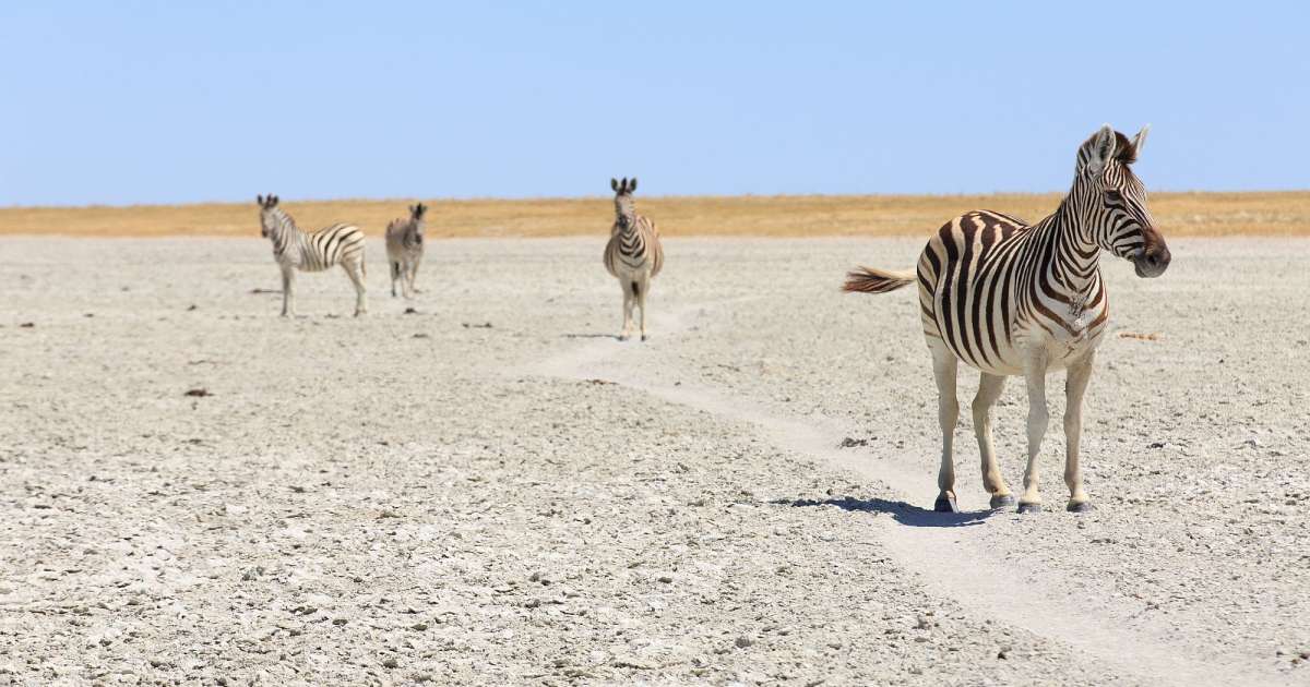 Nxai Pan Nationalpark Rundreisen