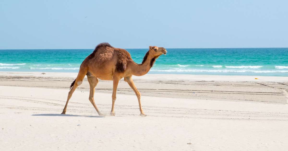 Große Oman Rundreise