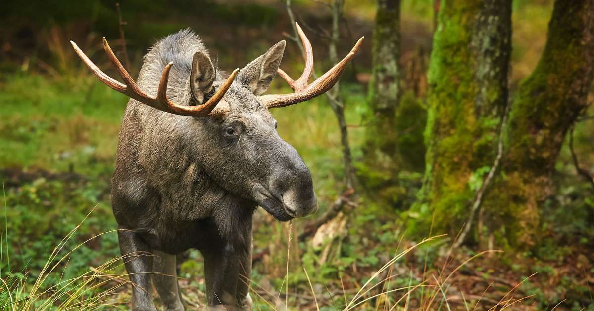 Individuelle Rundreisen/Mittelschweden intensiv erleben
